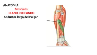 continuacion de Anatomía de Antebrazo posterior | PPTX