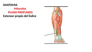 continuacion de Anatomía de Antebrazo posterior | PPTX