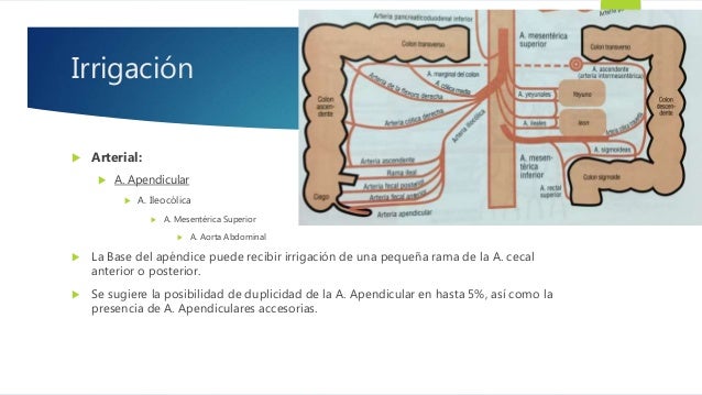 Anatomía de apéndice