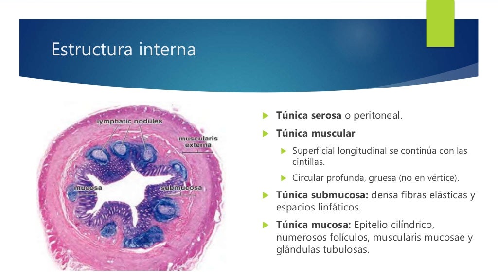 Anatomía de apéndice