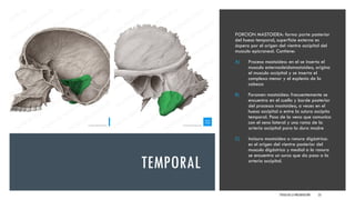 anatomía cabeza y cuello principios basicos | PPTX