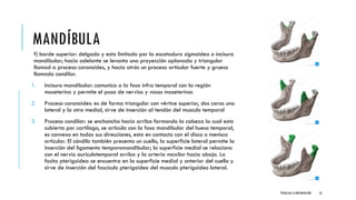 anatomía cabeza y cuello principios basicos | PPTX