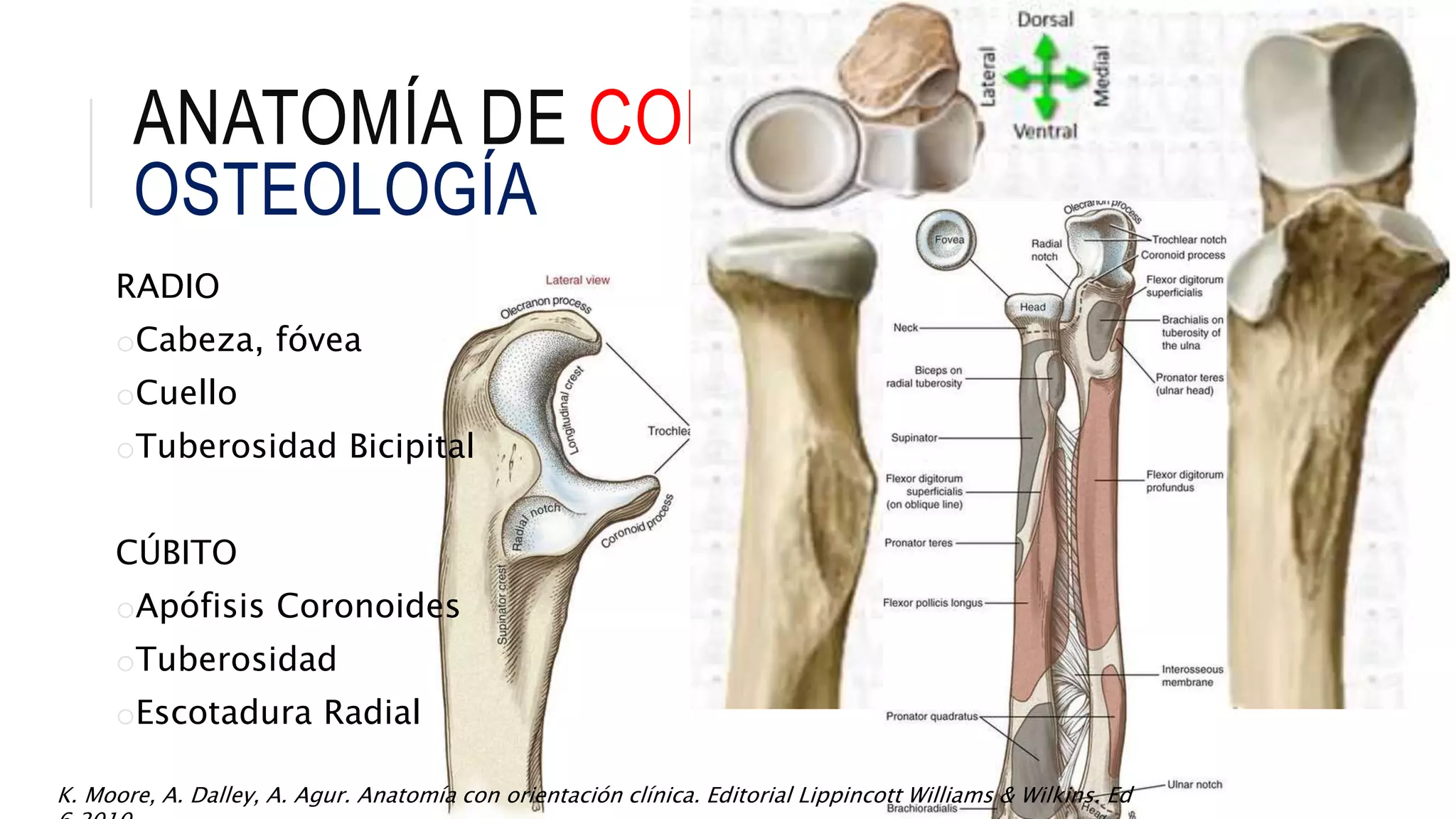 Anatomía de codo | PPT