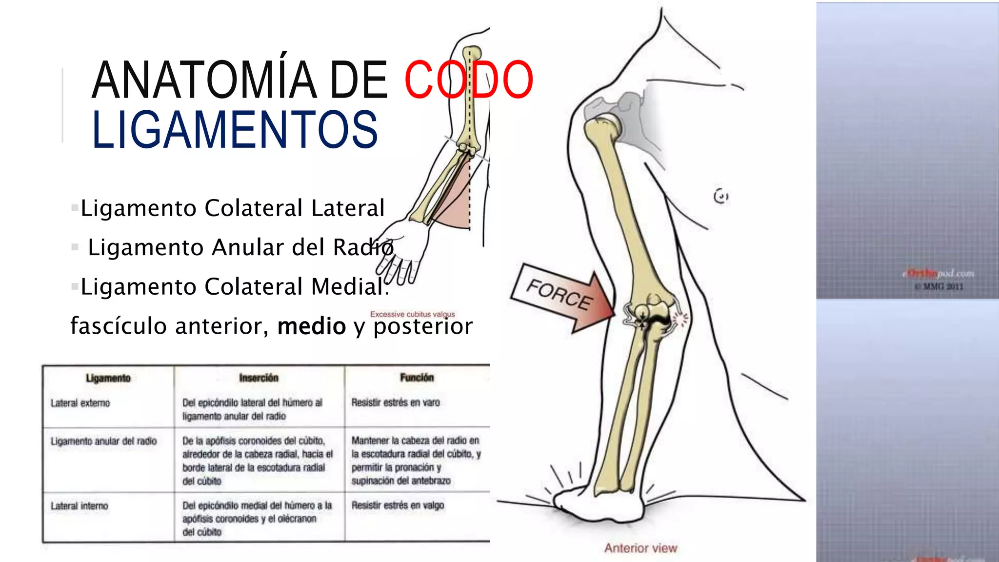 Anatomía de codo | PPTX