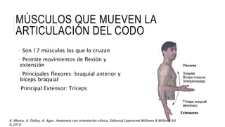 Anatomía de codo | PPTX
