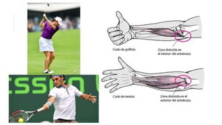 Anatomía de codo | PPTX