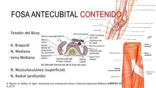 Anatomía de codo | PPTX