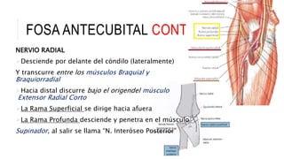 Anatomía de codo | PPTX