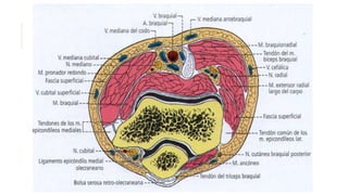 Anatomía de codo | PPTX