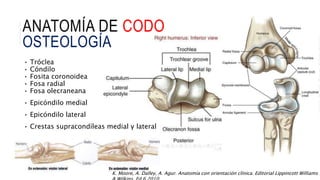 Anatomía de codo | PPTX