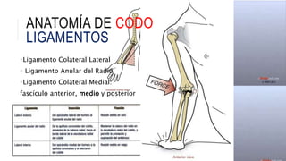 Anatomía de codo | PPTX