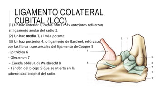 Anatomía de codo | PPTX