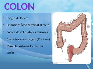 Anatomía de Colon, Recto y Ano - 2017 II.pptx
