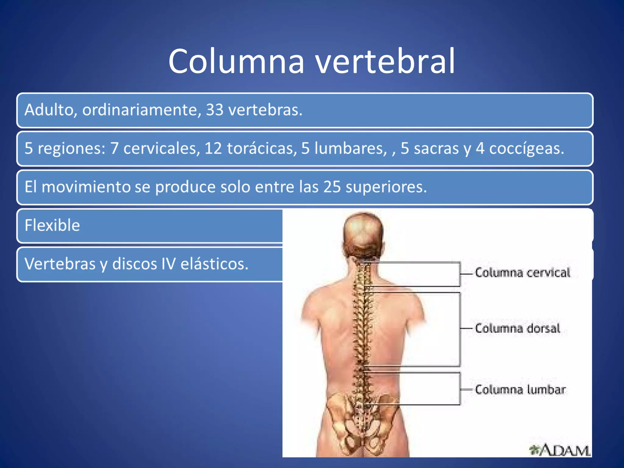 Anatomía de columna lumbar | PPT