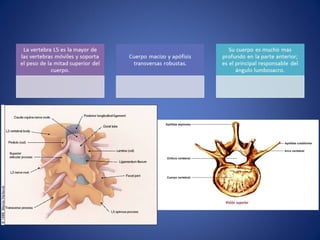 Anatomía De La Columna Lumbar Ppt EL ESQUELETO AXIAL: La Columna