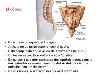 Anatomía de columna vertebral | PPTX