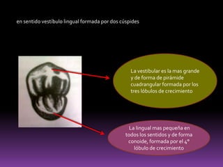 Anatomía de dientes posteriores | PPTX
