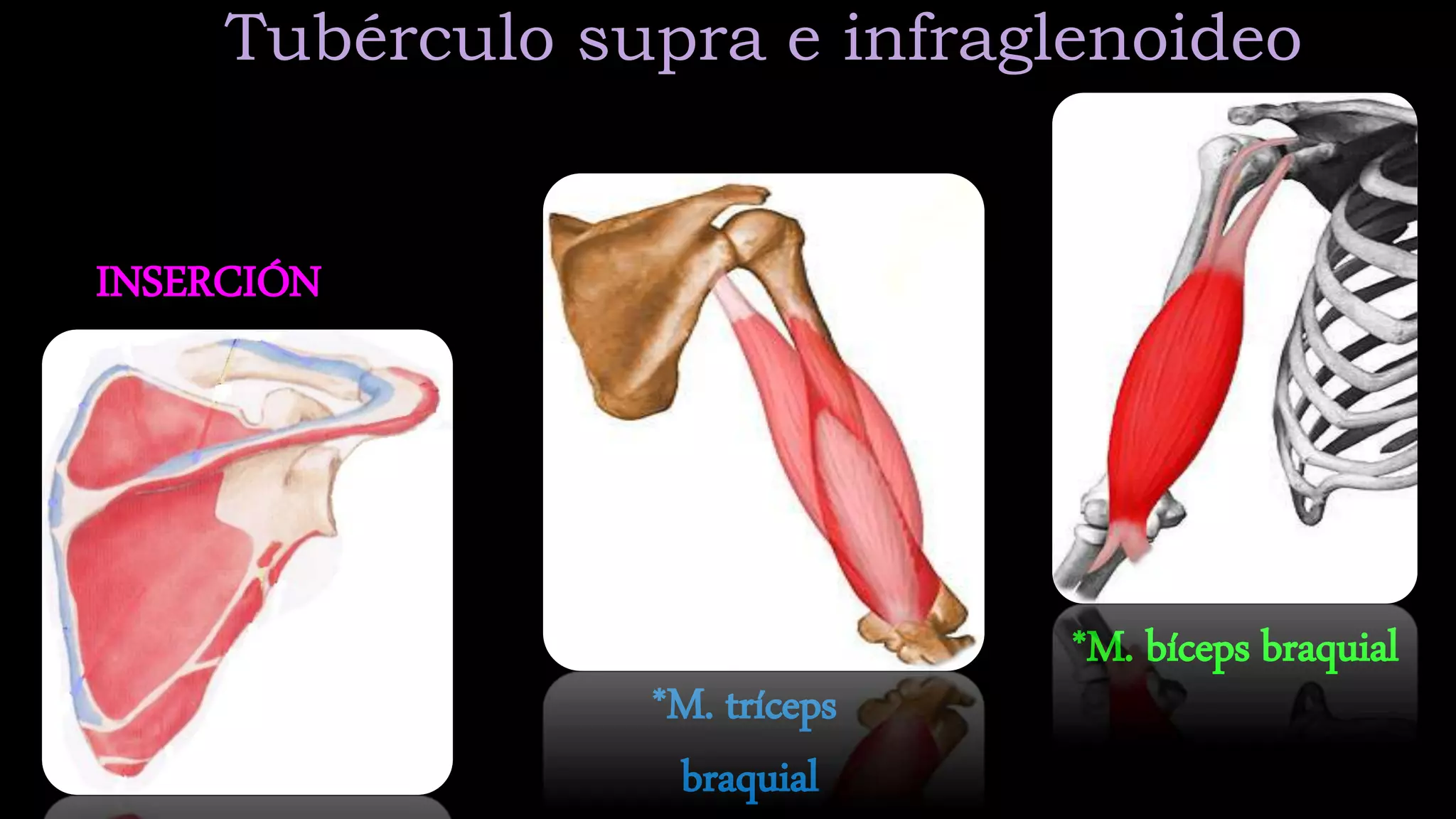 ANATOMIA DE ESCAPULA | PPTX
