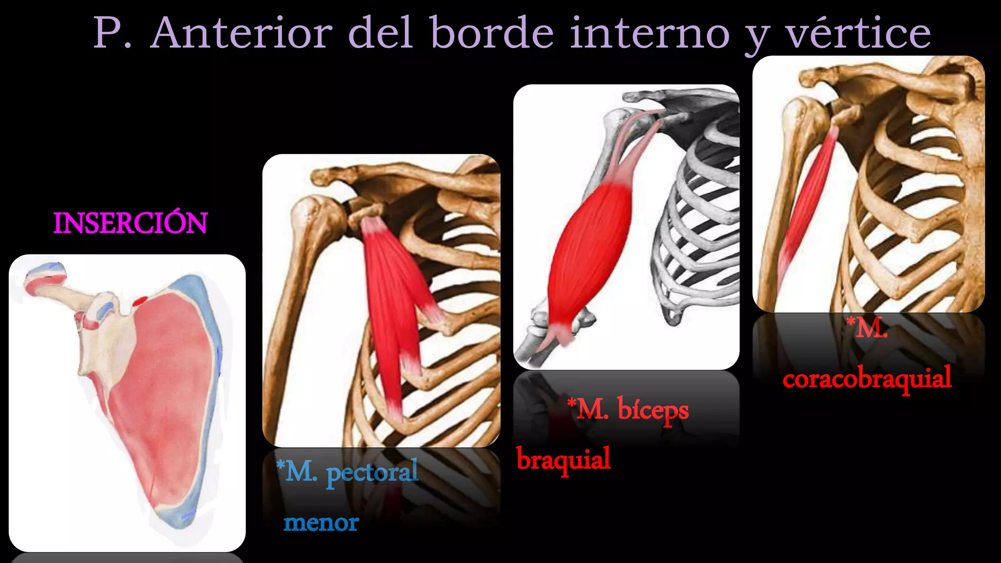 ANATOMIA DE ESCAPULA | PPTX
