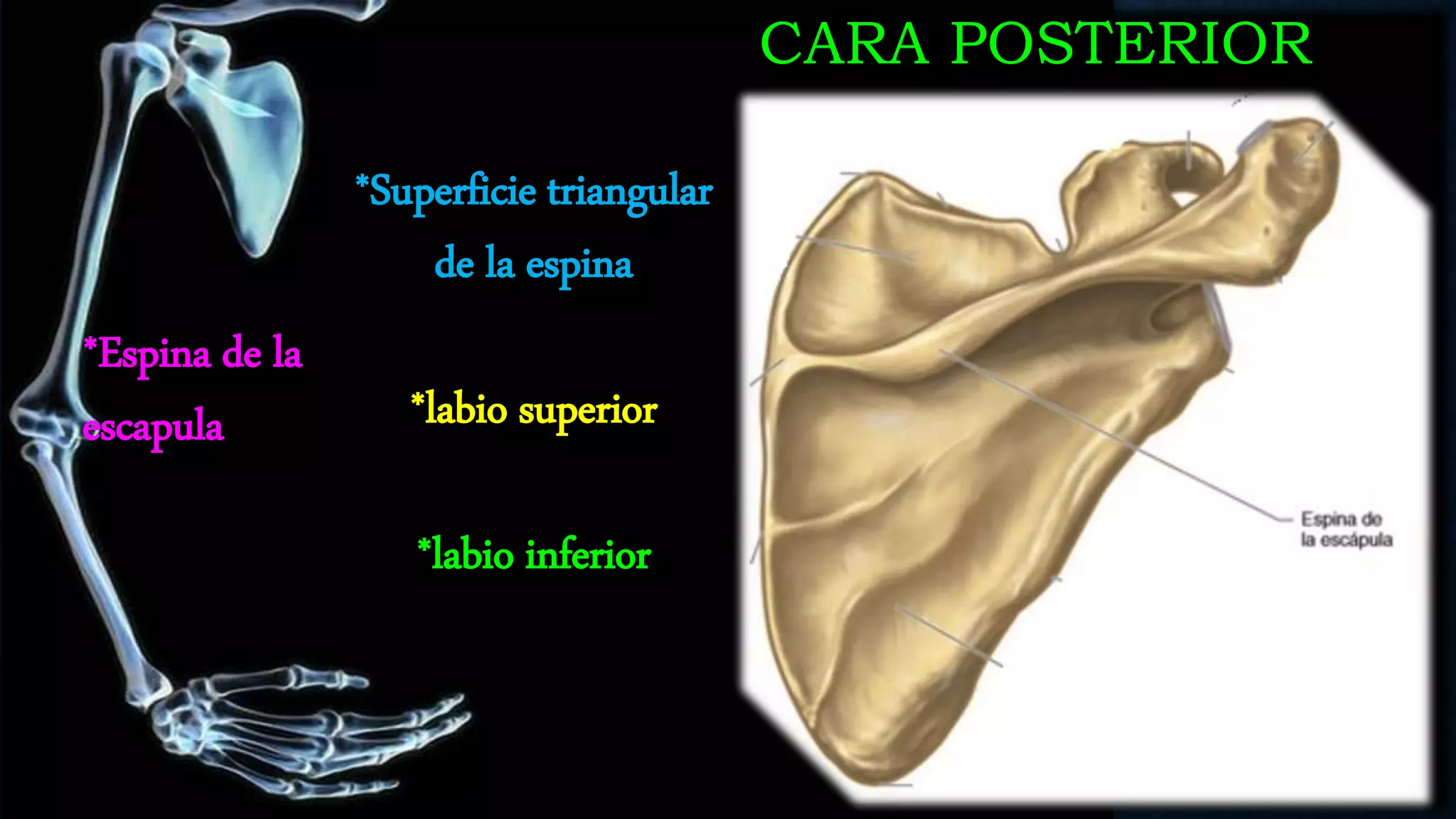 ANATOMIA DE ESCAPULA | PPT