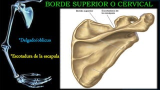ANATOMIA DE ESCAPULA | PPTX