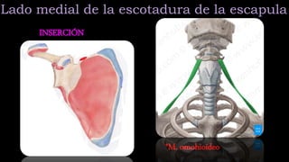 ANATOMIA DE ESCAPULA | PPTX