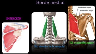 ANATOMIA DE ESCAPULA | PPTX