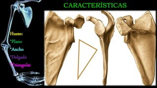 ANATOMIA DE ESCAPULA | PPTX