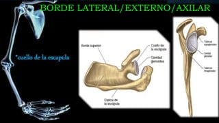 ANATOMIA DE ESCAPULA | PPTX