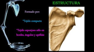 ANATOMIA DE ESCAPULA | PPTX
