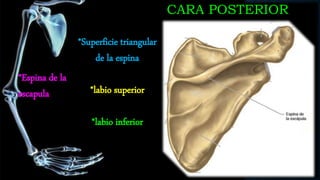ANATOMIA DE ESCAPULA | PPTX
