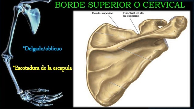 ANATOMIA DE ESCAPULA