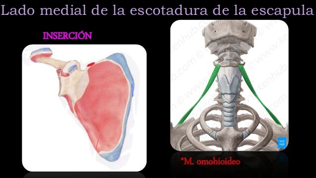 ANATOMIA DE ESCAPULA