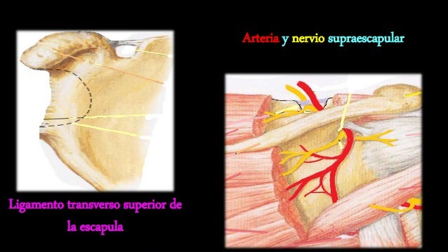 ANATOMIA DE ESCAPULA