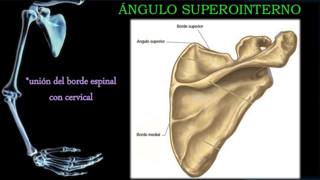 ANATOMIA DE ESCAPULA