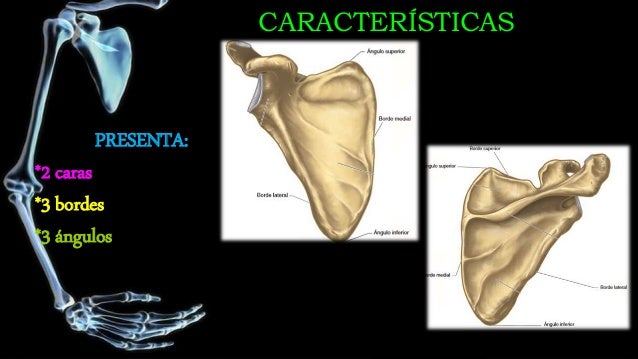 ANATOMIA DE ESCAPULA