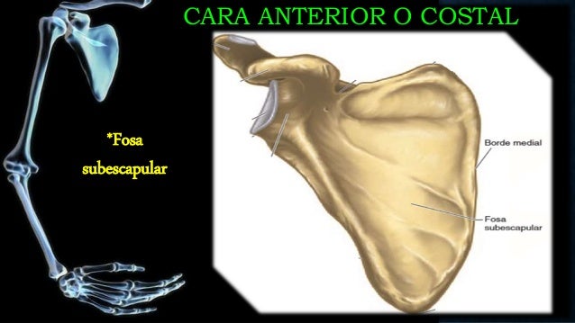 ANATOMIA DE ESCAPULA