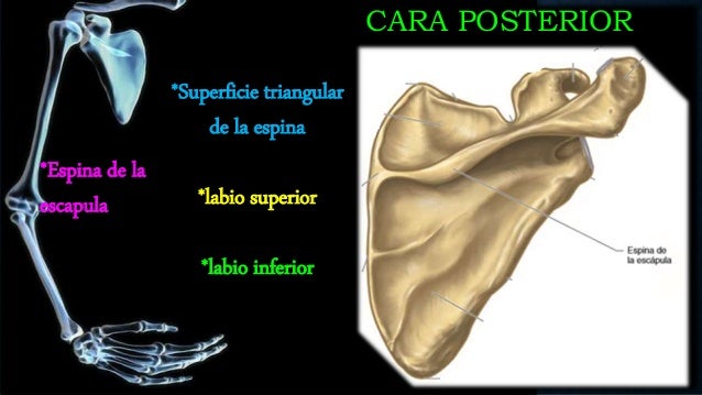 ANATOMIA DE ESCAPULA