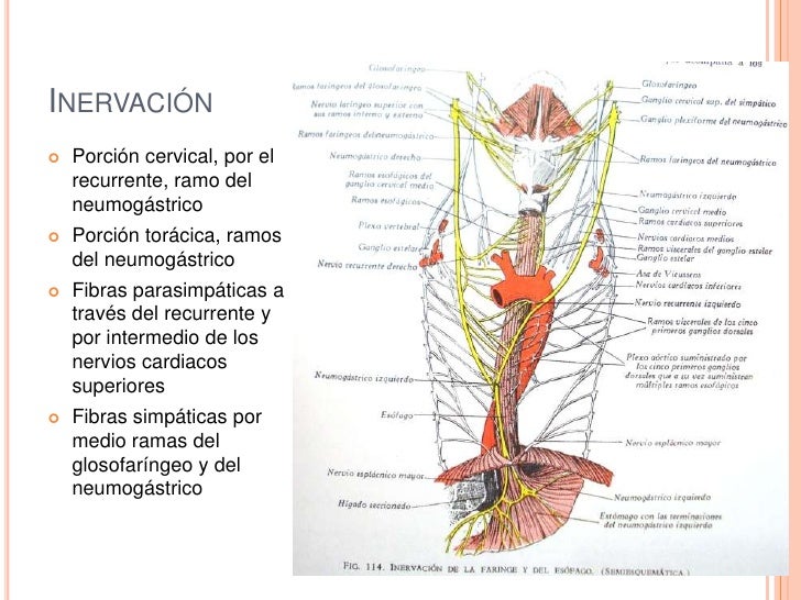 Anatomía de esófago