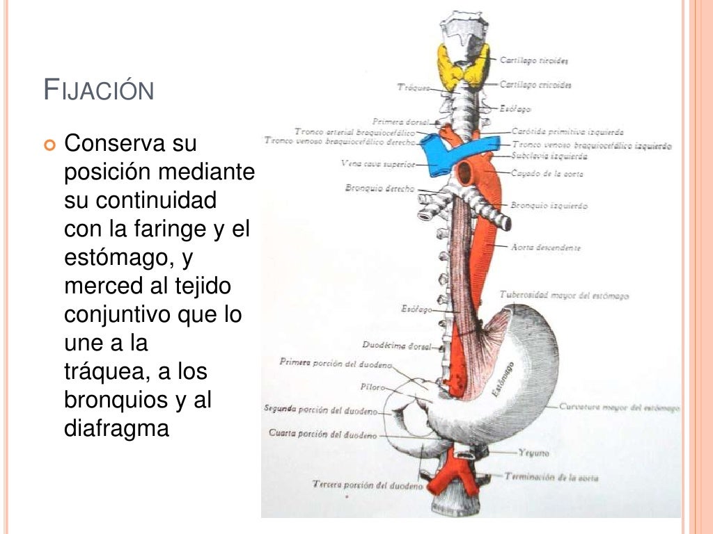 Anatomía de esófago
