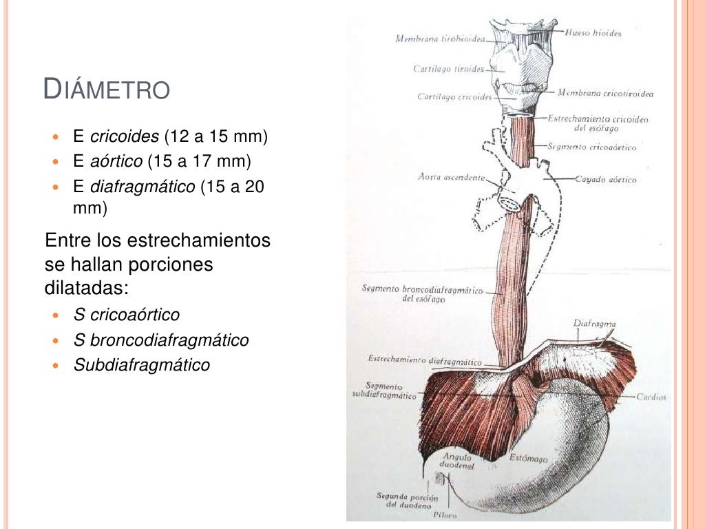 Esofago Anatomia 34393 Investingbb