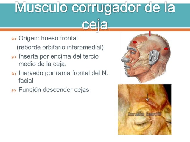 Anatomía de la cara | PPTX