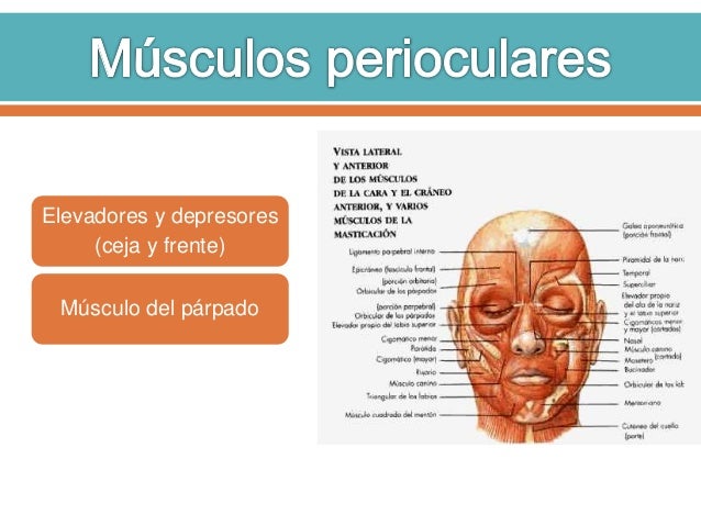 Anatomía de la cara