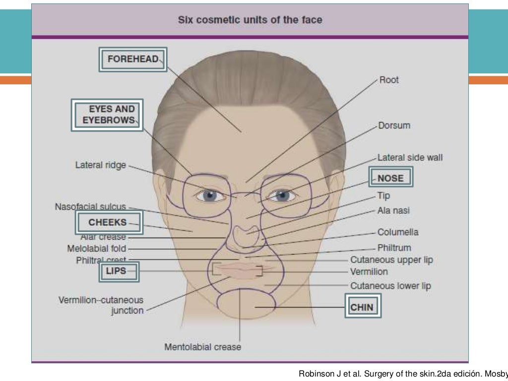Anatomía de la cara