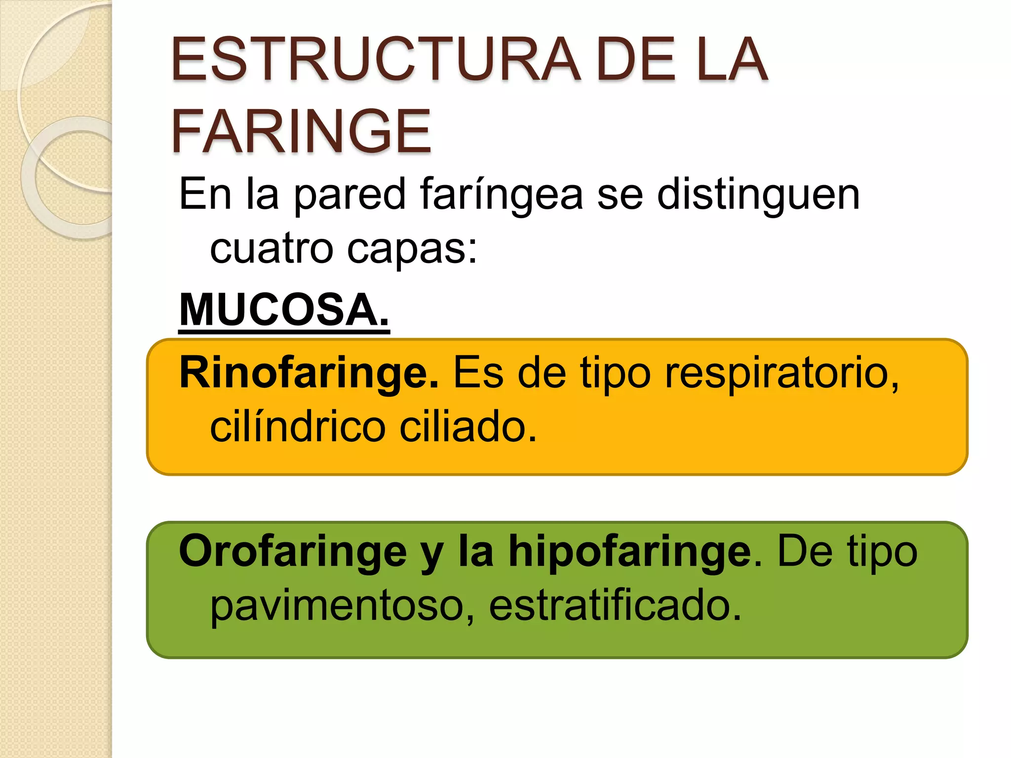Anatoma de Faringe | PPTX