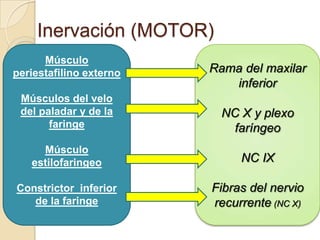 Anatomía de faringe | PPTX