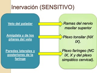 Anatomía de faringe | PPTX