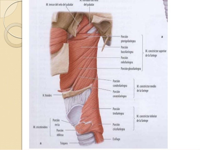 Anatomía de faringe