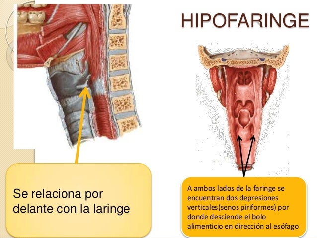Anatomía de faringe