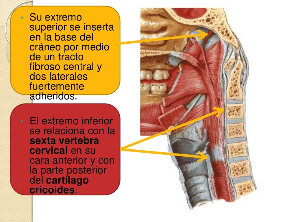 Modelo De Faringe Rotulado Cuál Es La Diferencia Entre Laringitis Y